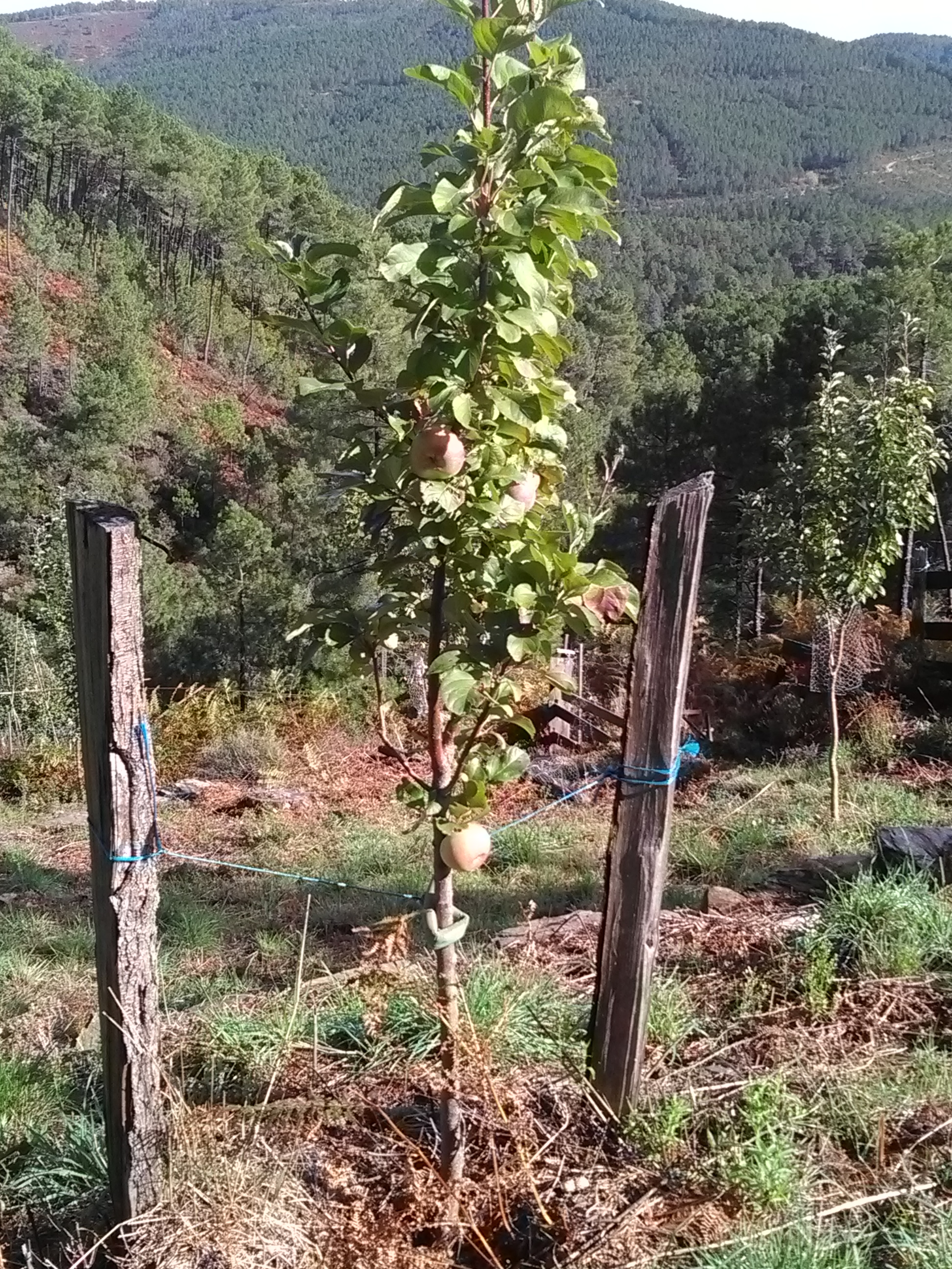 Stages de formation – Association De l'humus, des racines et des fruits